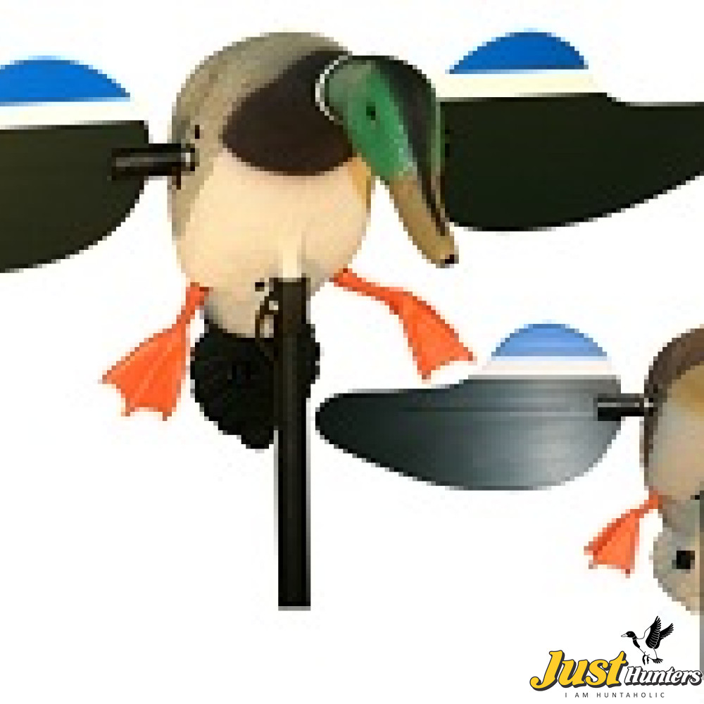 Buy Baby Mojo Drake or Hen Online Best Price in Pakistan