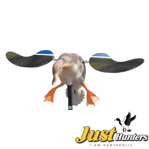 Buy Green Wing Teal with New Wings Online Best Price in Pakistan