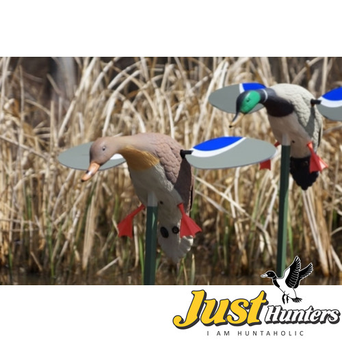 Buy Baby Mojo Drake or Hen Online Best Price in Pakistan