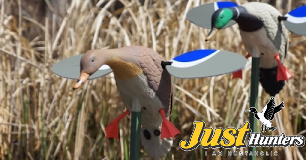 Buy Baby Mojo Drake or Hen Online Best Price in Pakistan